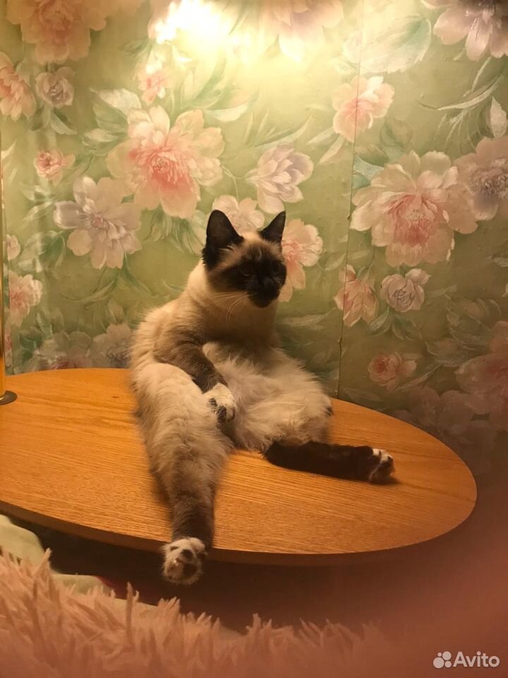 Бобтейл
