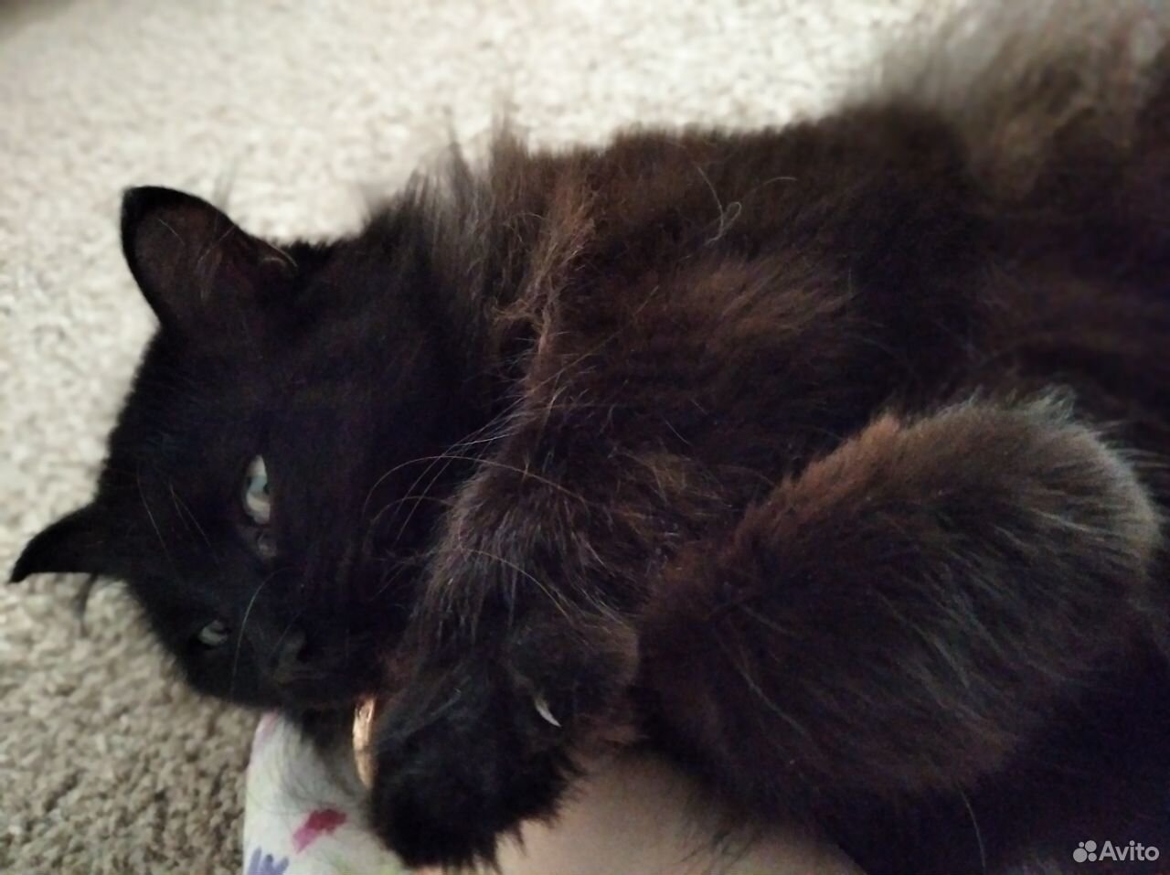 Кошка