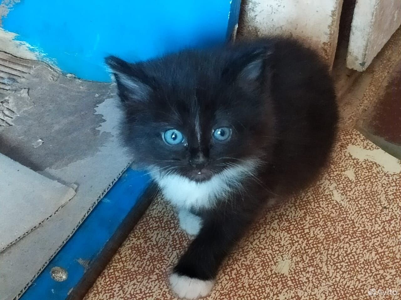 Котята