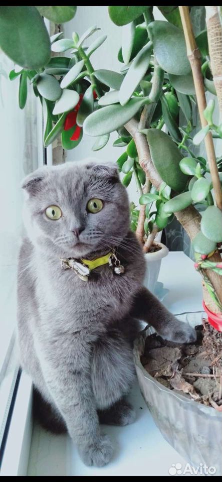 Шотландская Вязка