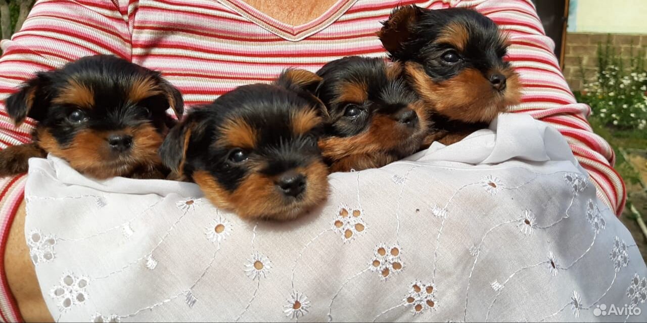 Щенки Йоркширского терьера