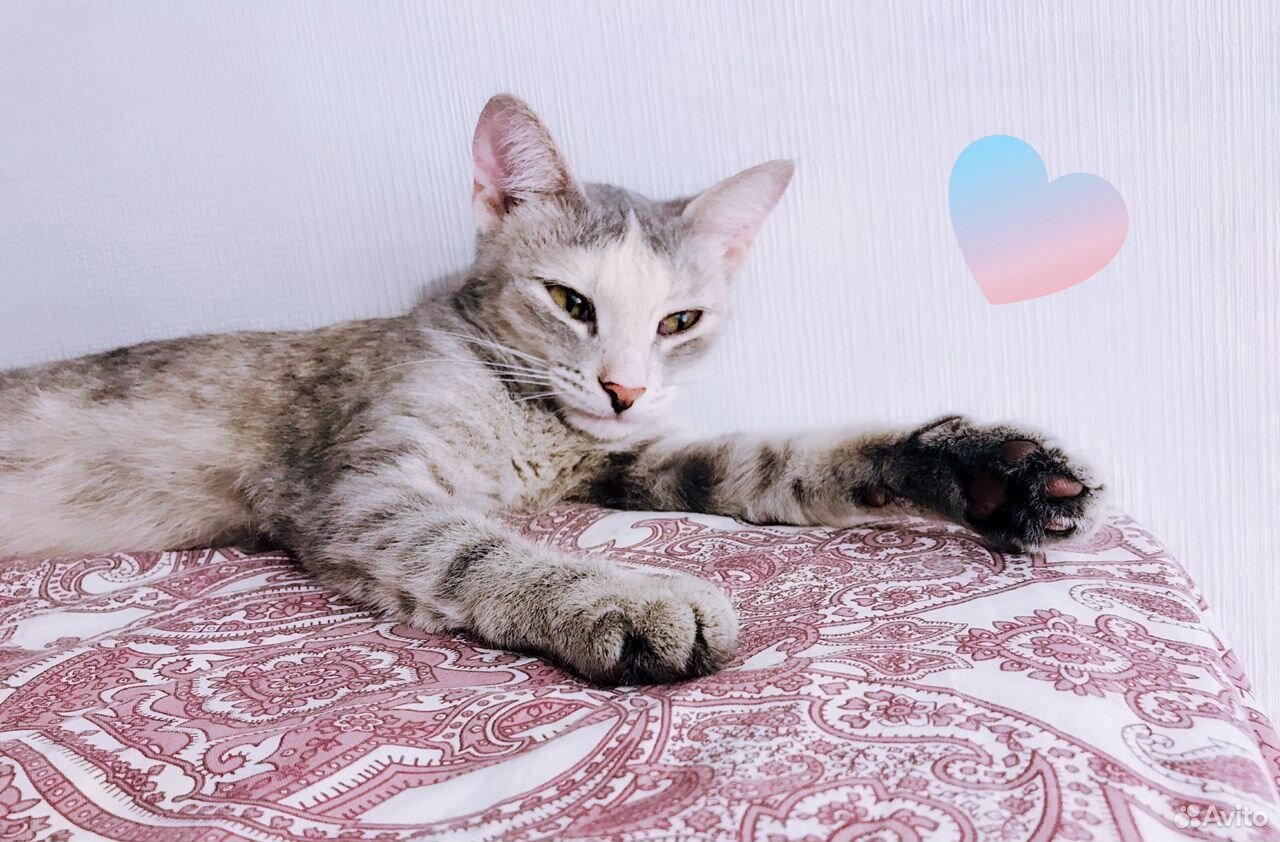 Кошка Азиатская