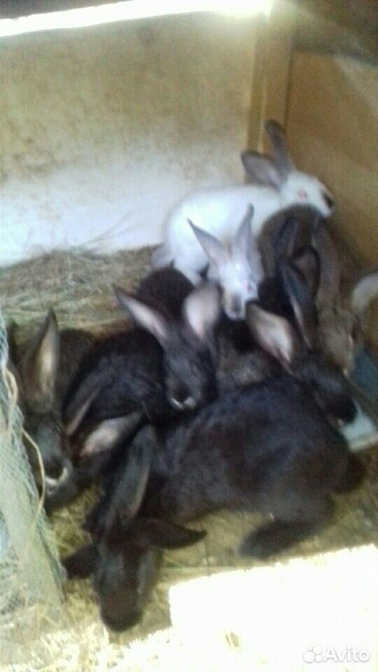 Кролики молодые