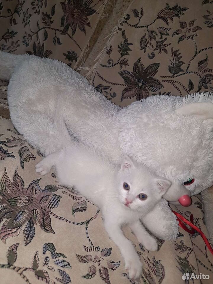 Кот котенок веслоухий