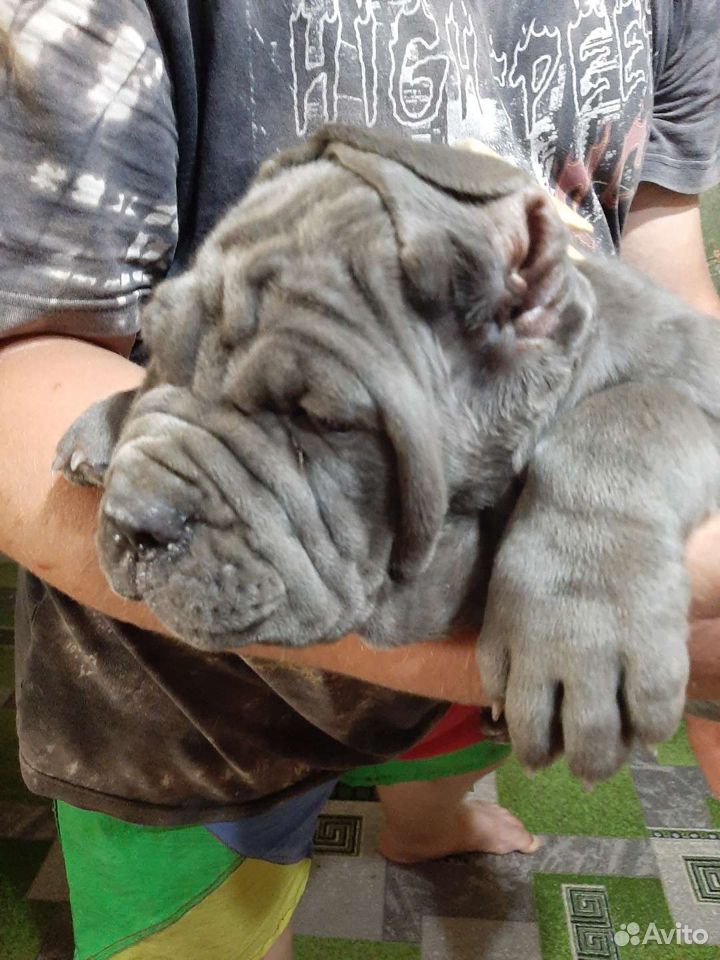 Мастифчики