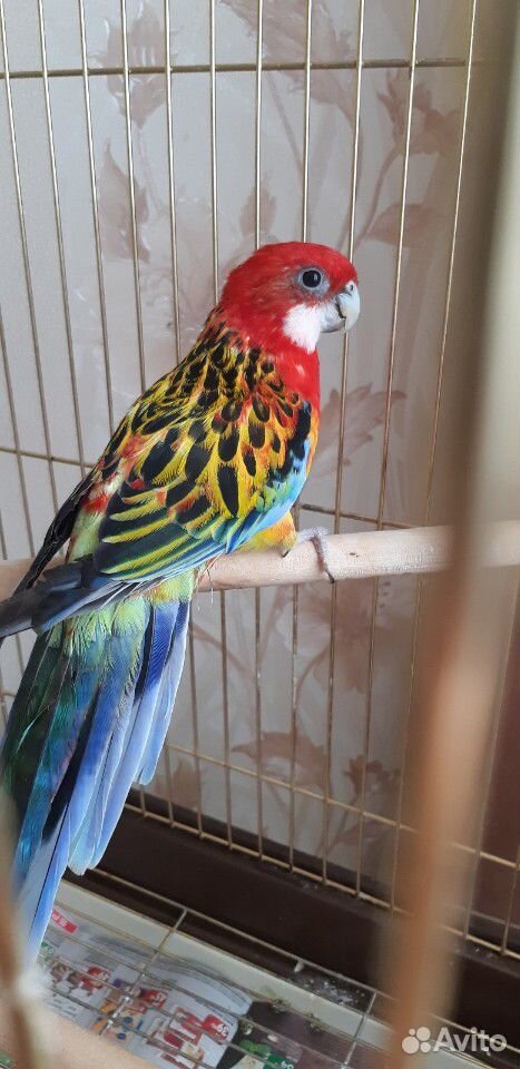 Попугай розелла