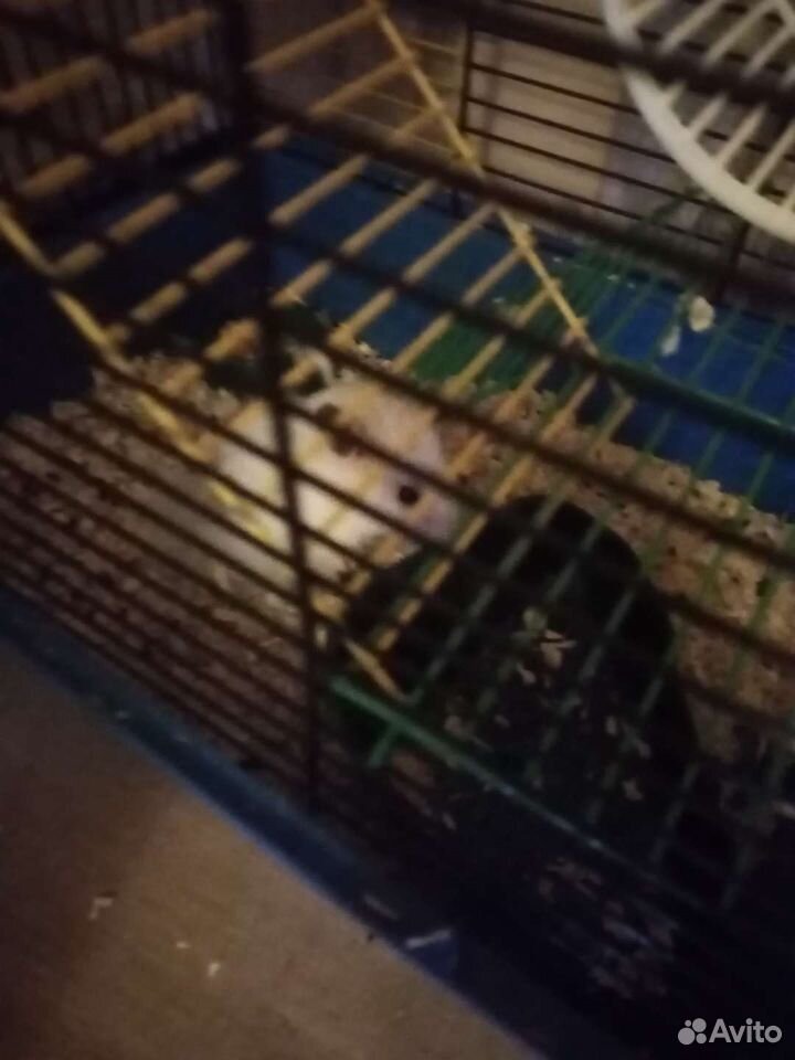 Хомяк с клеткой