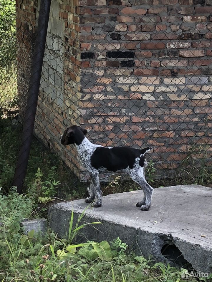 Дратхаар