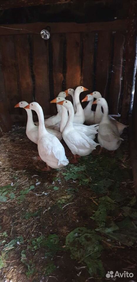 Гусь Линдовской породы