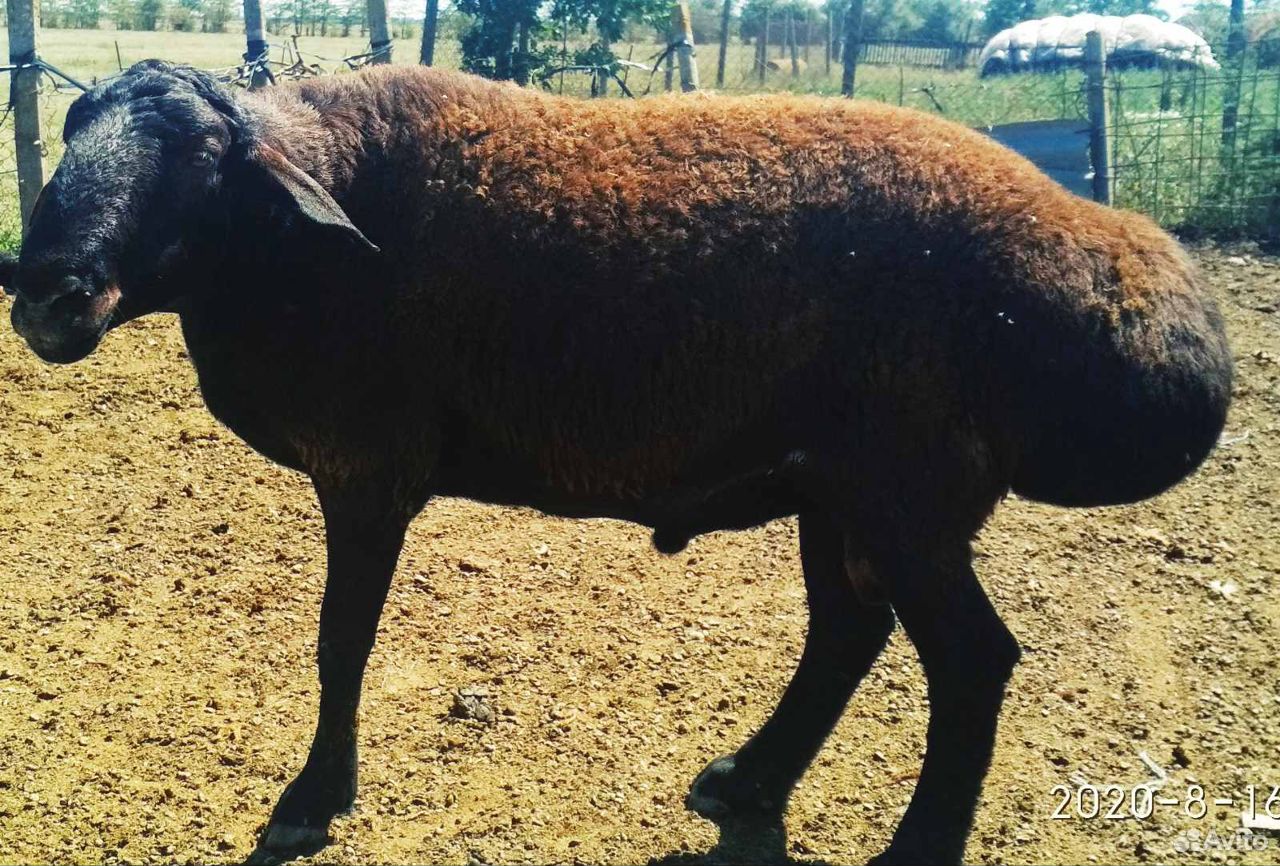 Сельхоз, животные,бараны