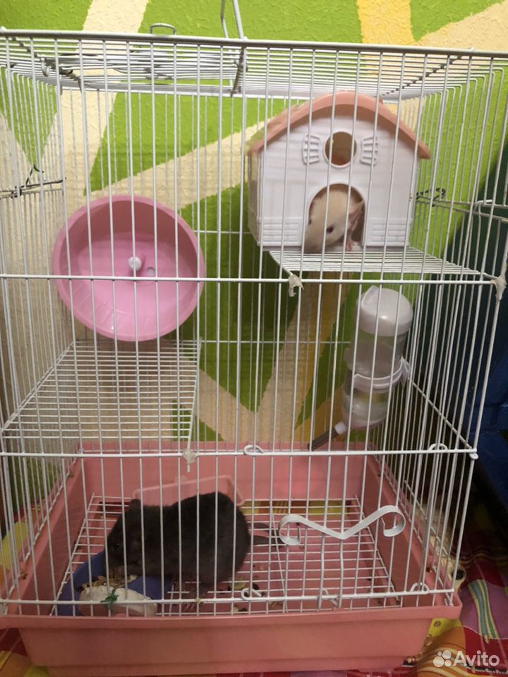 Крысята Дамбо (мальчики) с новой клеткой