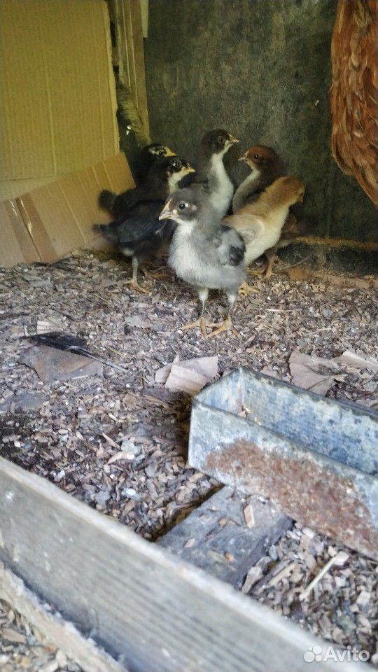 Куры и цыплята