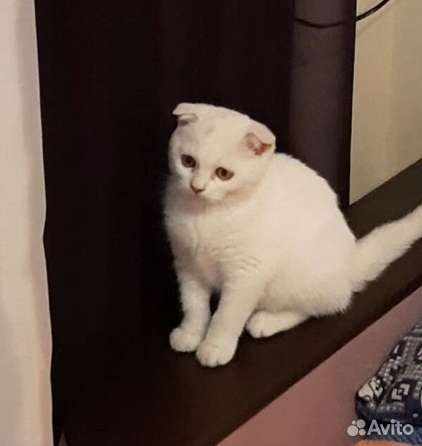 Британский котёнок
