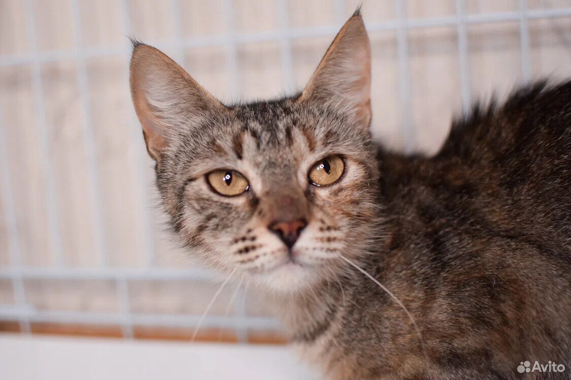 Кошечка Виола - юная полосаточка в дар