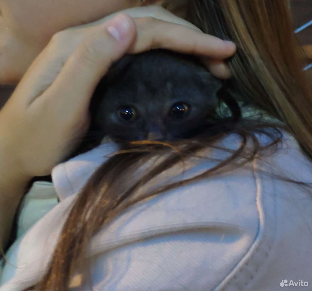 Отдам котёнка девочку, цвет дымчатый