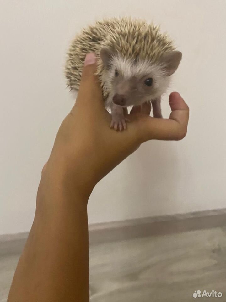 Африканский Ёжик