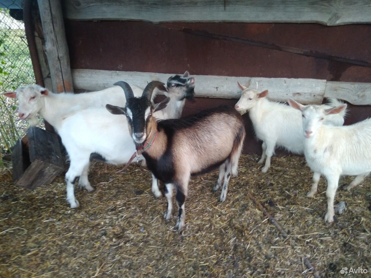 Козлята и козочка