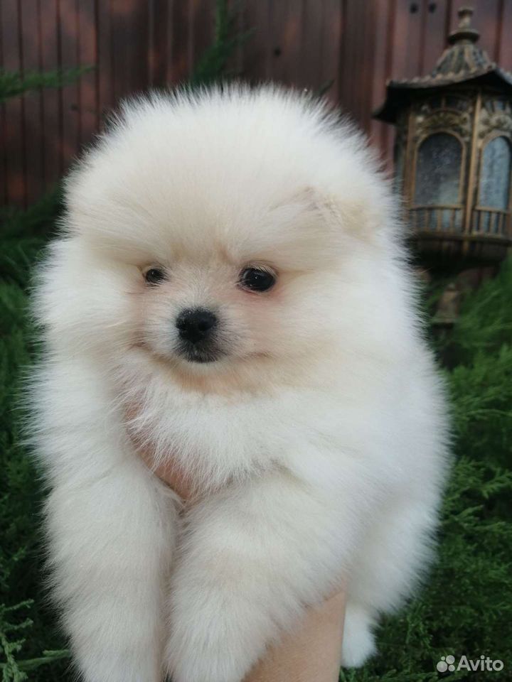 Шпиц помераночка