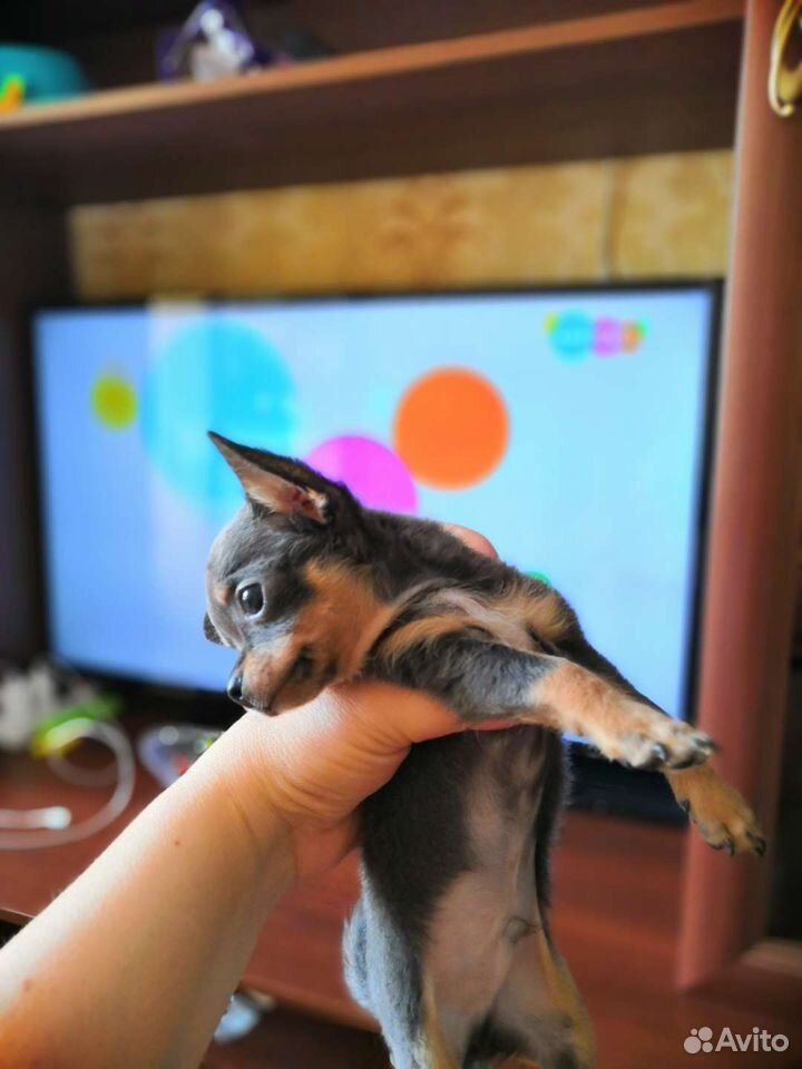 Продается супер мини чихуахуа