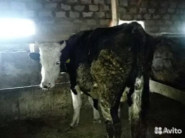 Быки Галштин 1год 4 месяца