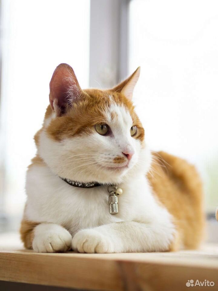 Кот в добрые руки