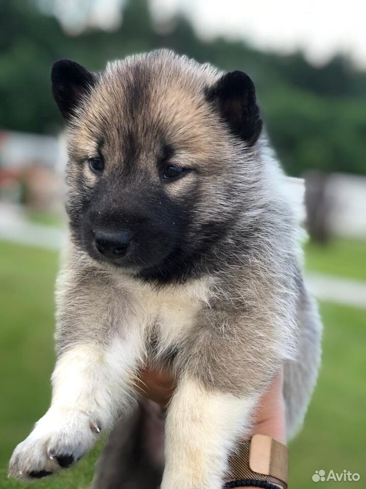 Продам щенков