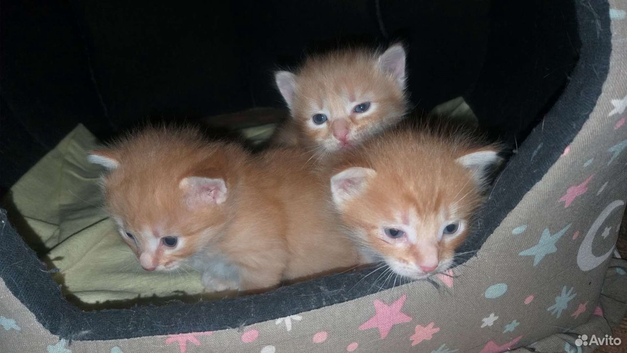 Отдам в хорошие руки им сейчас 25 дней одна девочк