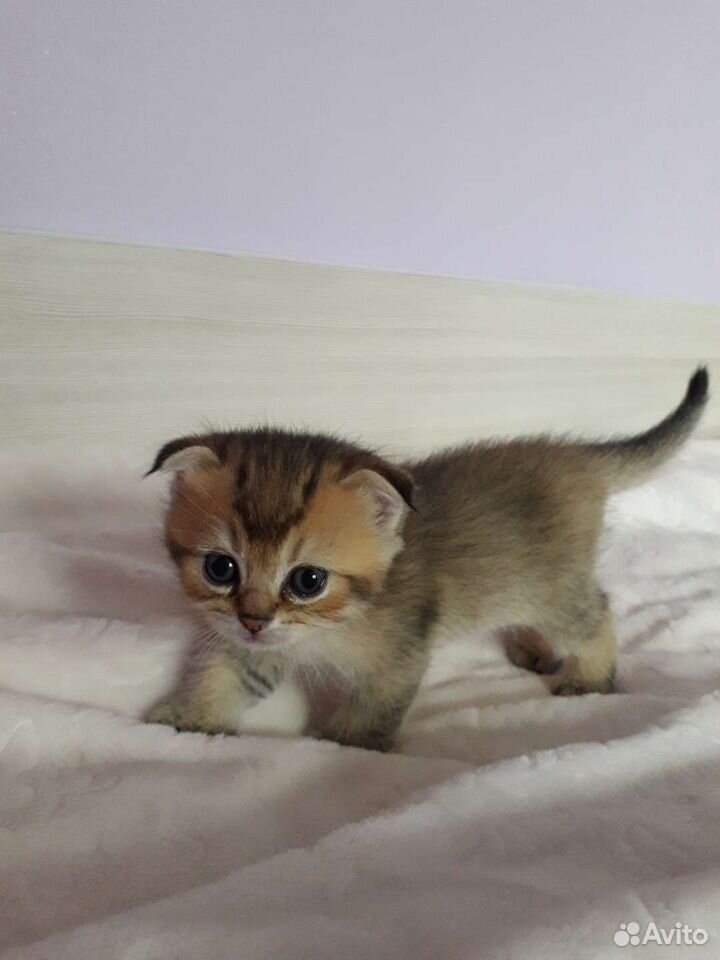 Шотландские вислоухие котята