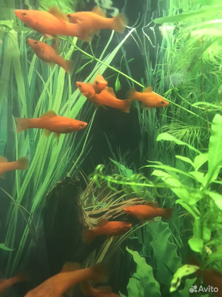 Меченосцы, гурами,растения