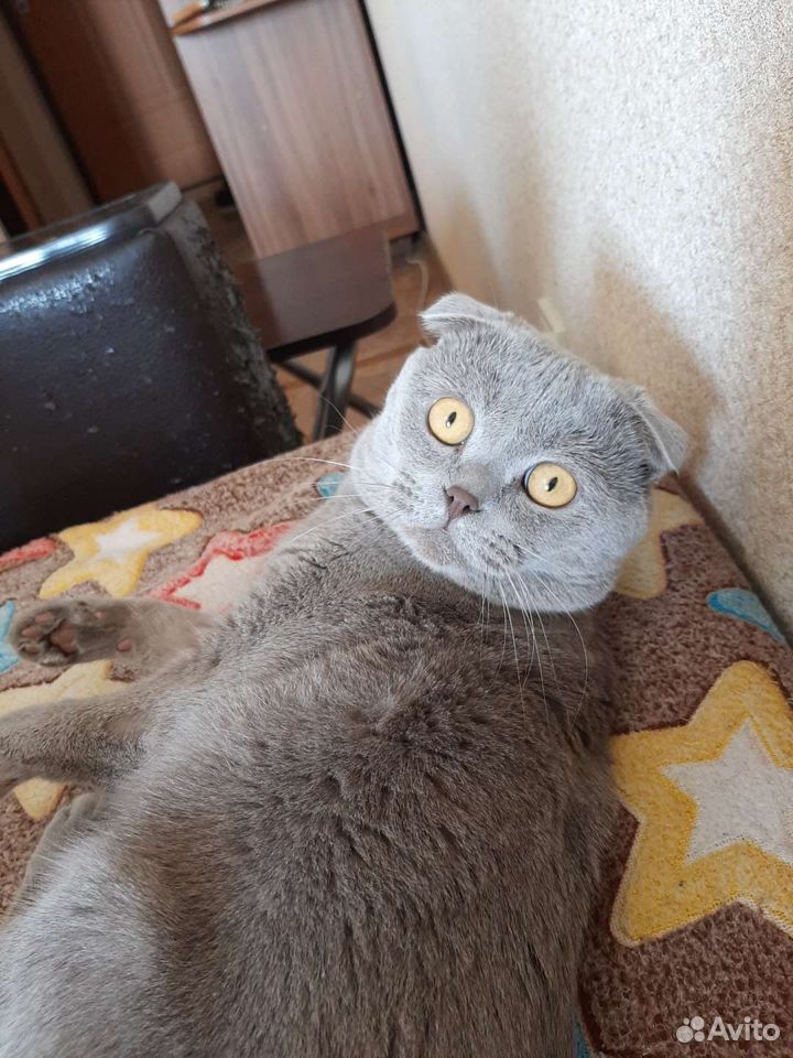 Шотландский кот