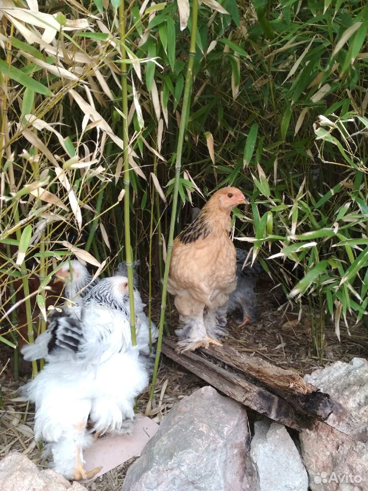Продажа породистых кур