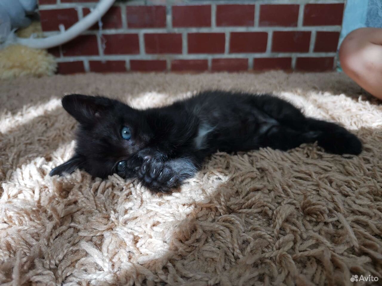 Котейка