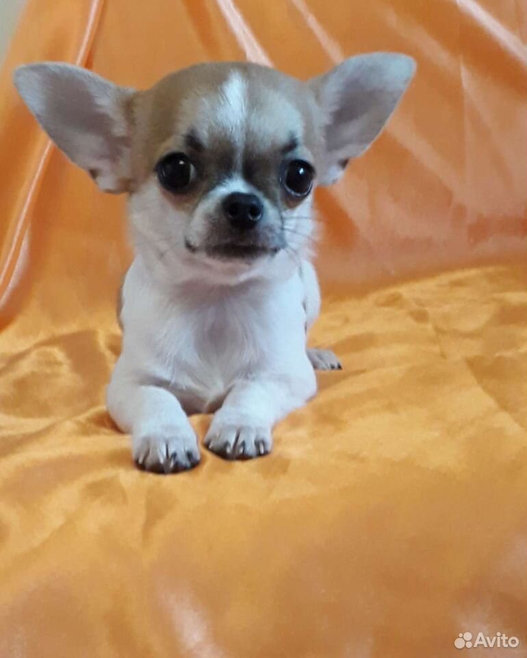 Мини мальчик