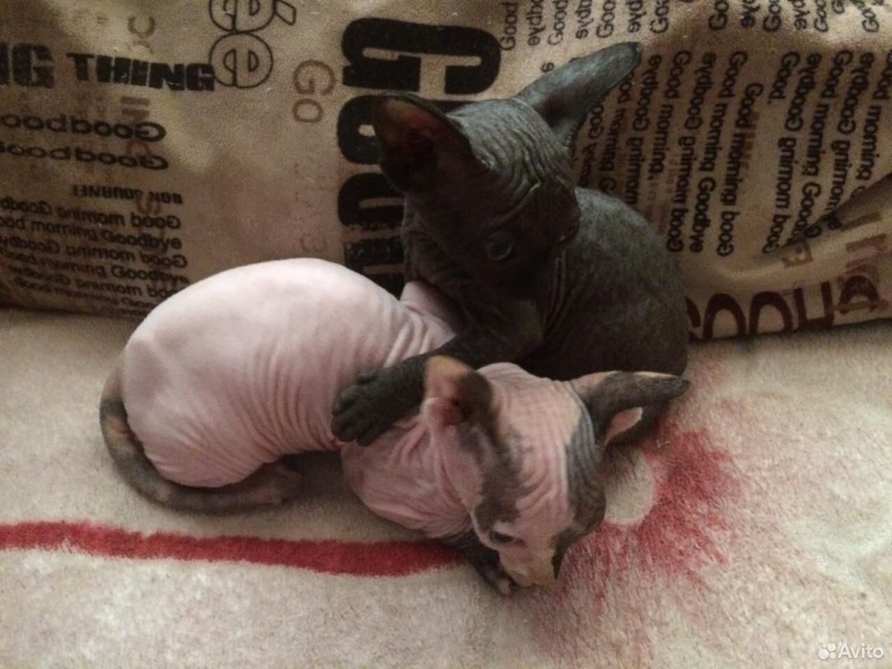 Котята канадского сфинкса