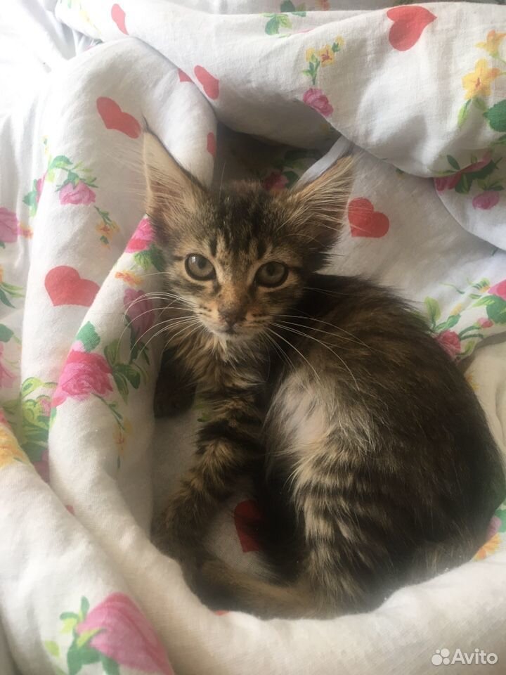 Котик