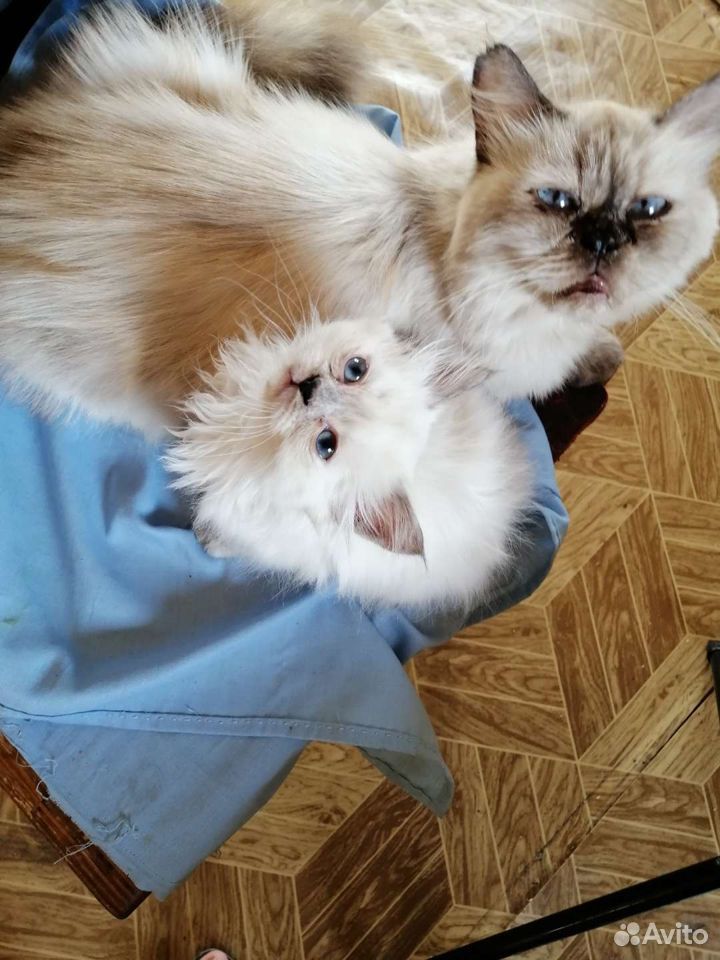 Экзотика помесь