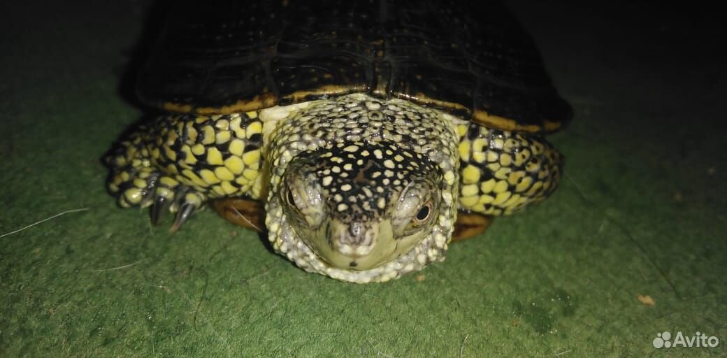 Болотная черепаха
