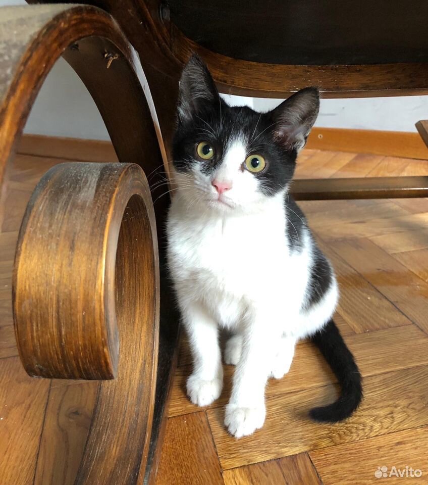 Котёнок в добрые руки (мальчик)