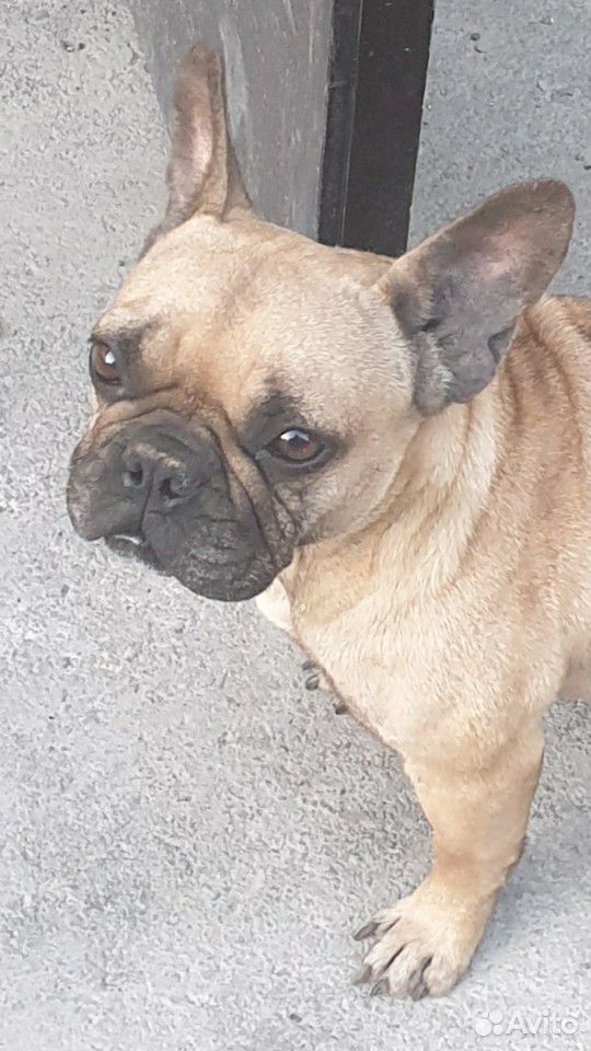 Французский бульдог