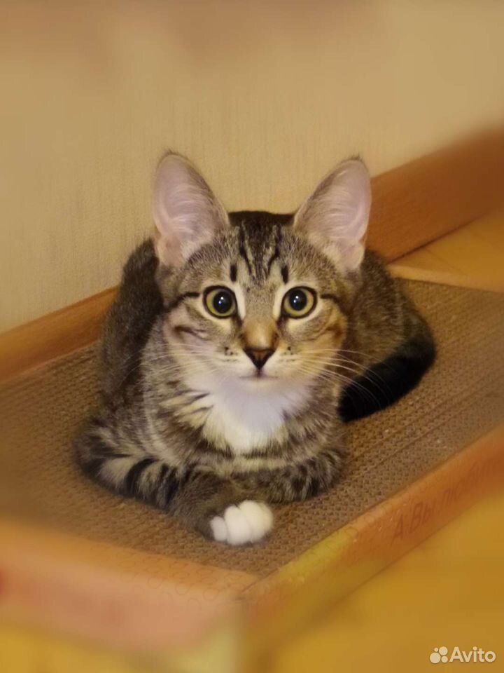 Василиса в поисках дома