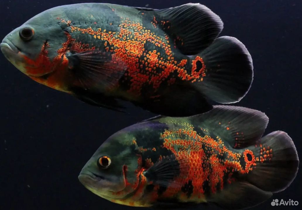 Рыба астронотус цихлида 8 см