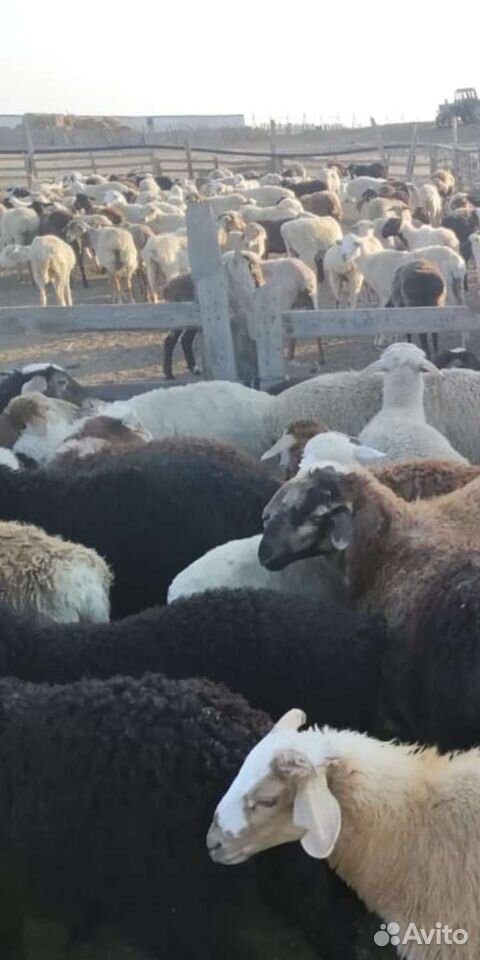 Овцы матки молодые
