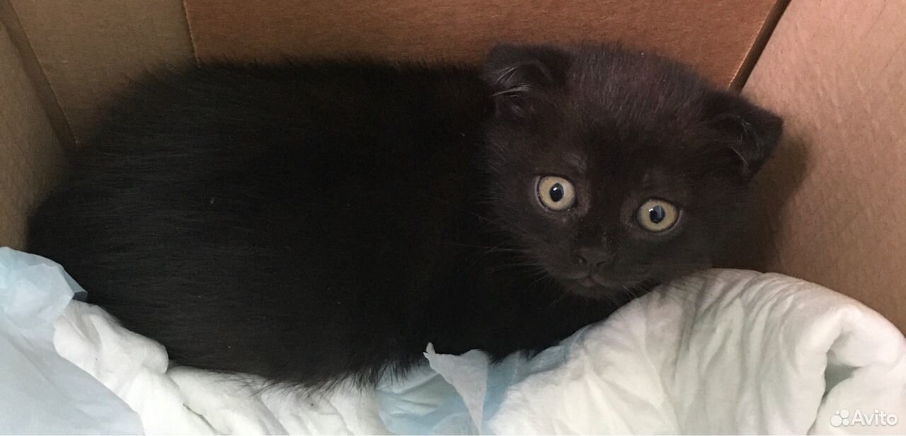 Котёнок шотландская вислоухая