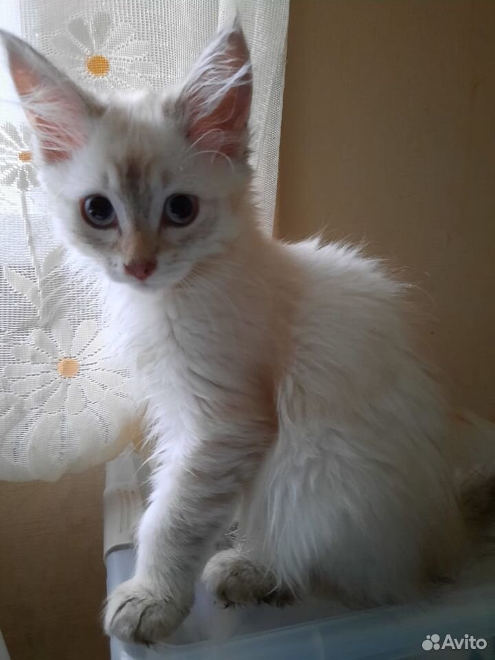 Котёнок девочка бесплатно