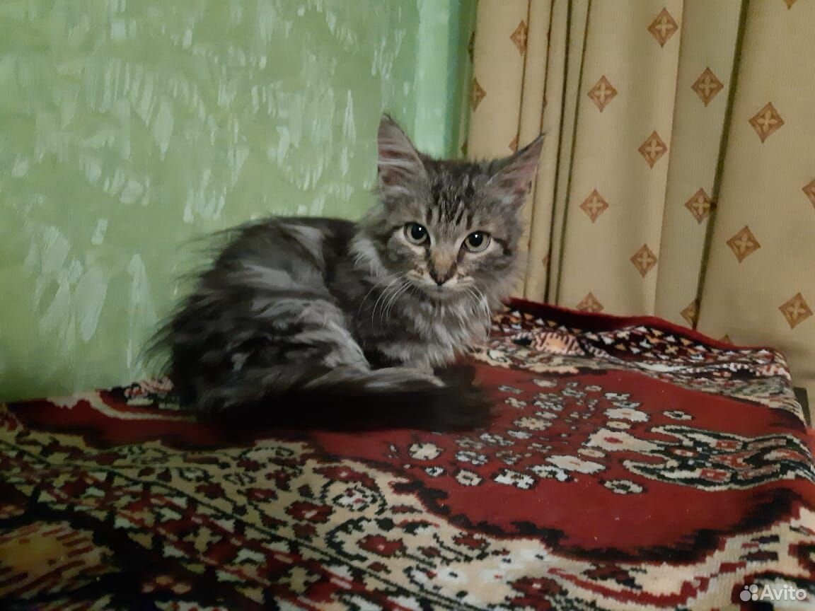 Котеночек в дар