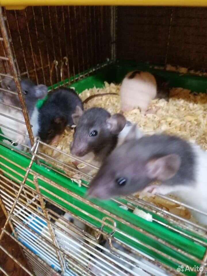 Продам крыс и хомяков
