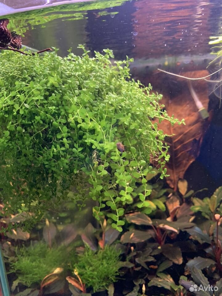Микрантемум Монте Карло (Micranthemum sp. Monte Ca