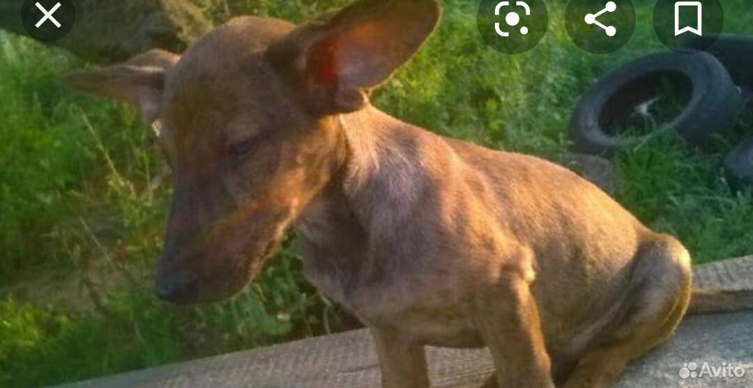 Такса потеряшка