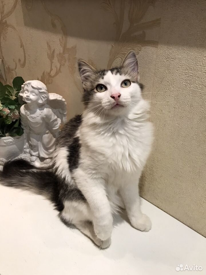 Котёнок бесплатно