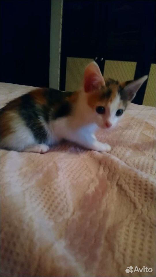 Котенок бесплатно трехцветный привезу к Вам